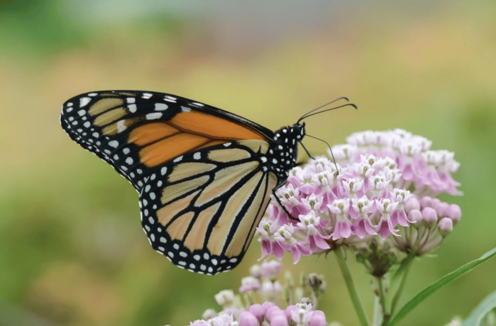 Plant for Pollinators Village Challenge Encourages Supporting Native ...