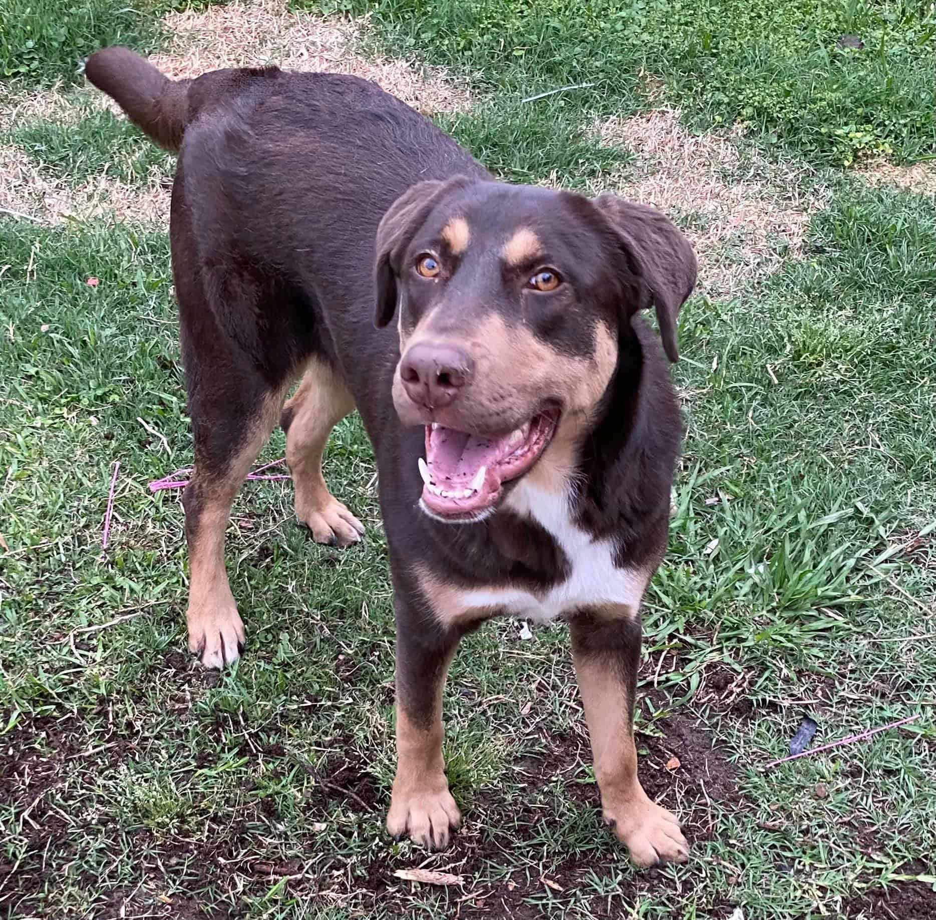 Pet of the Month: Manolo - Hello Woodlands