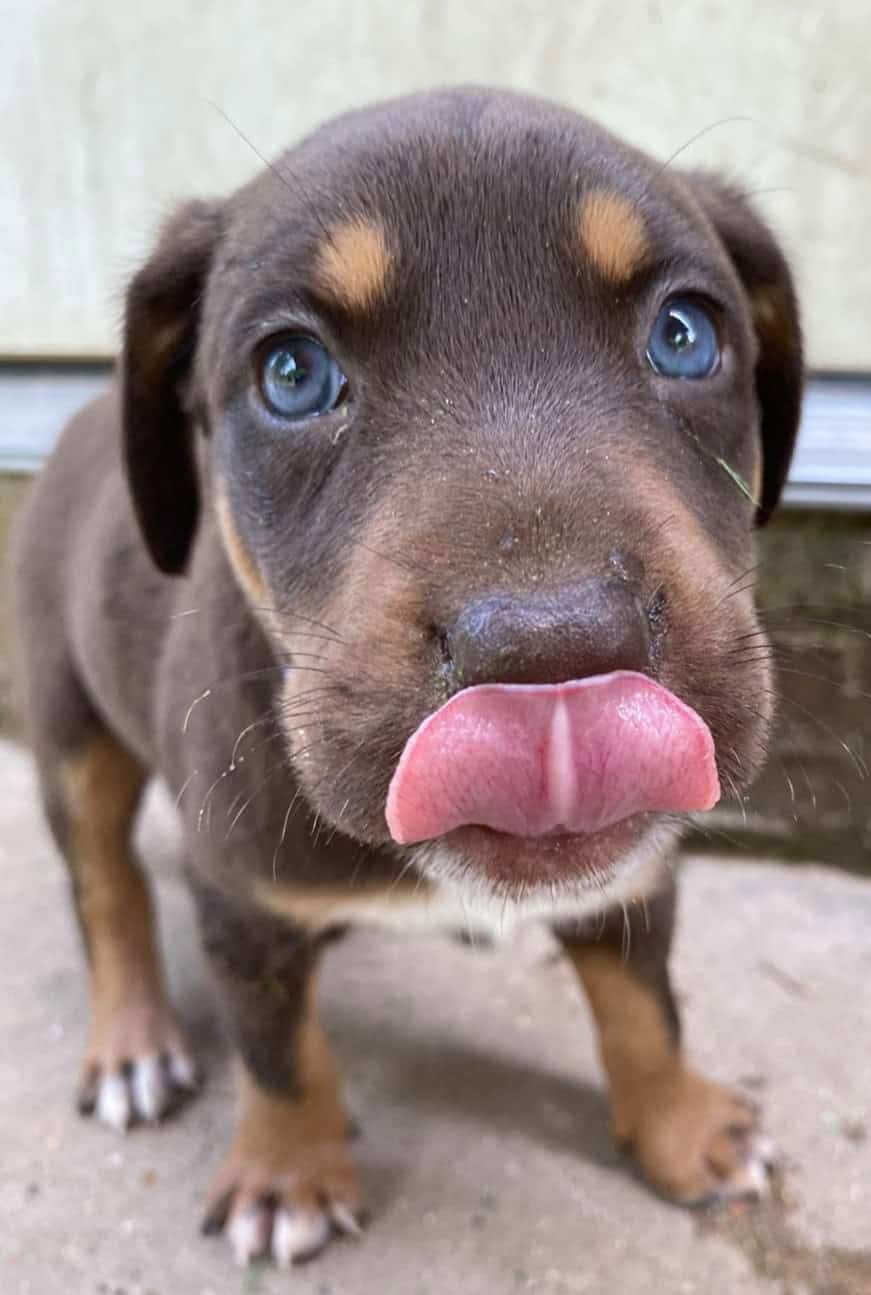 Pet of the Month: Manolo - Hello Woodlands