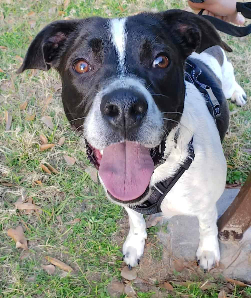 Pet of the Month: Bucky - Hello Woodlands