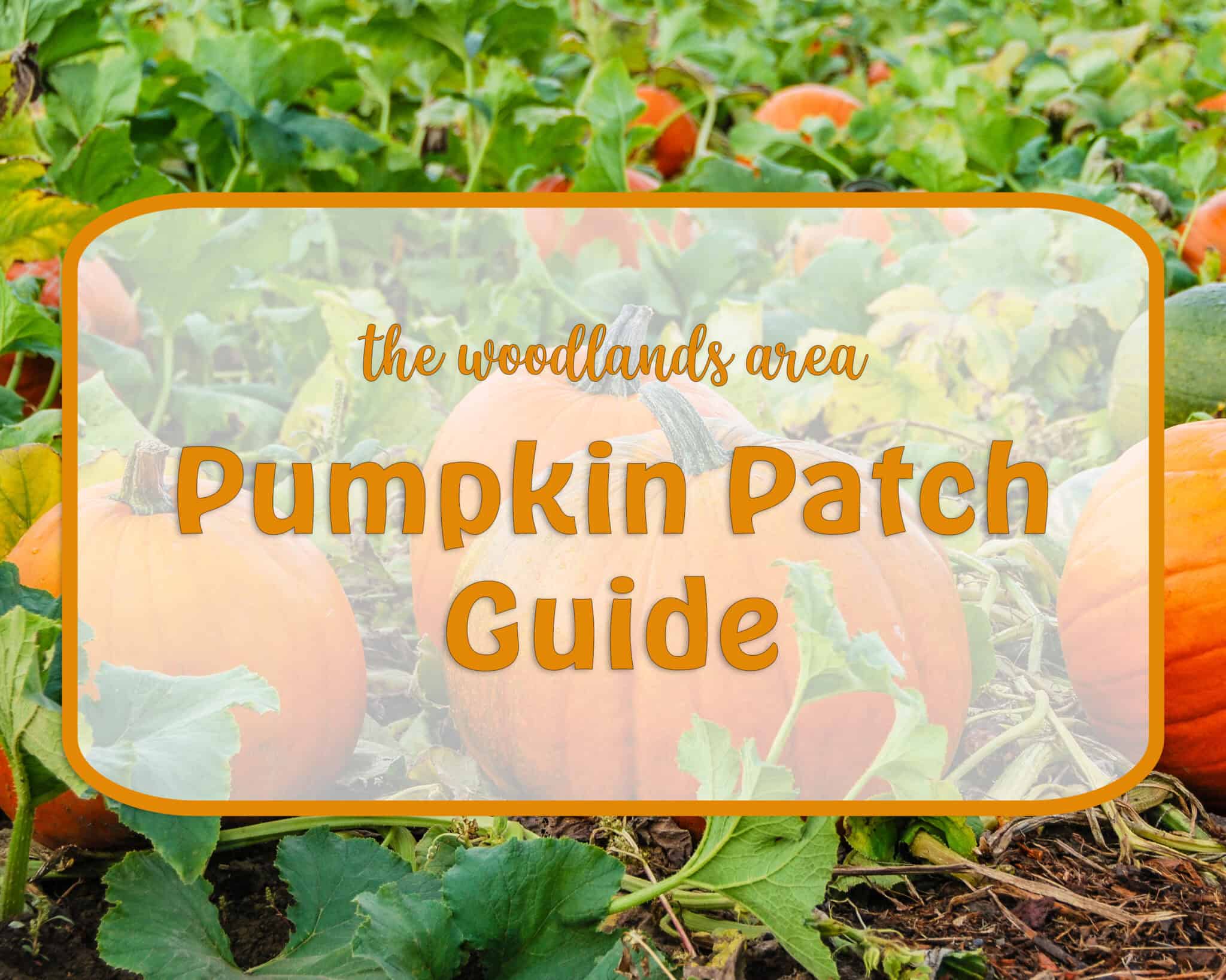 Pumpkin Patches in The Woodlands Area - Hello Woodlands