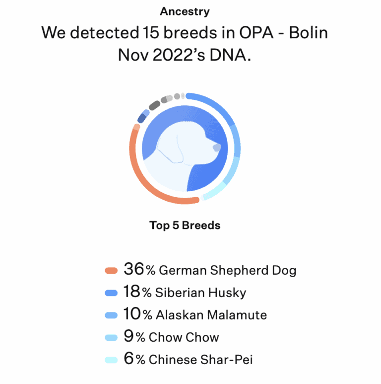 Pet of the Month: Bolin - Hello Woodlands