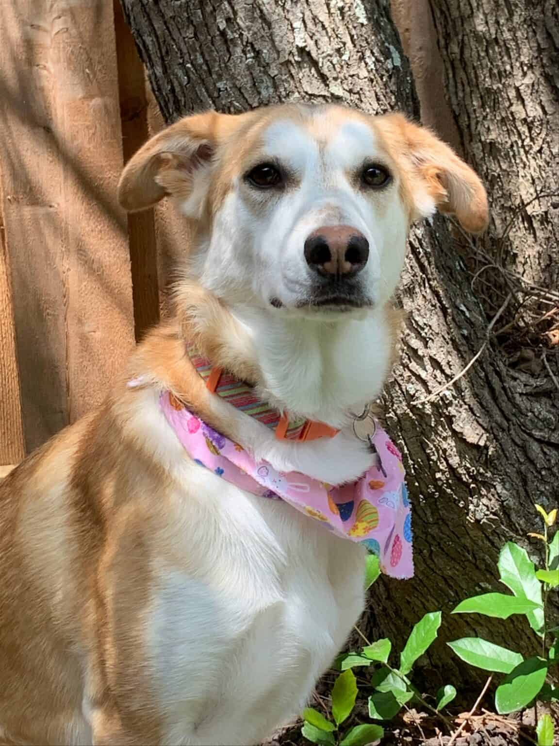 Pet of the Month: Shylah - Hello Woodlands