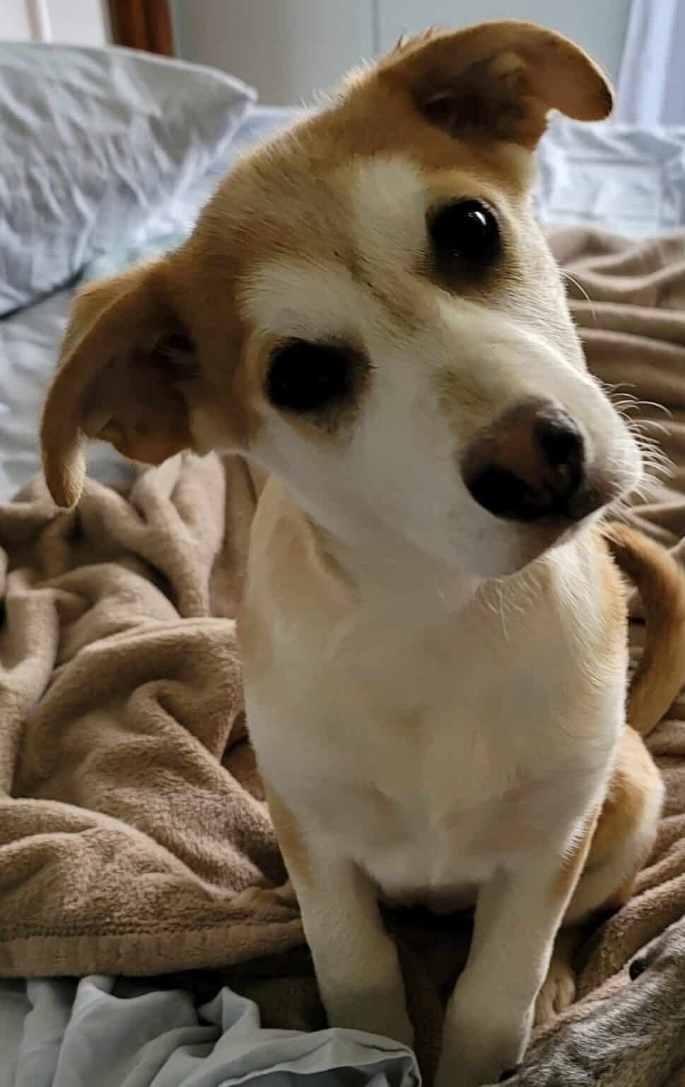 Pet of the Month: Shylah - Hello Woodlands