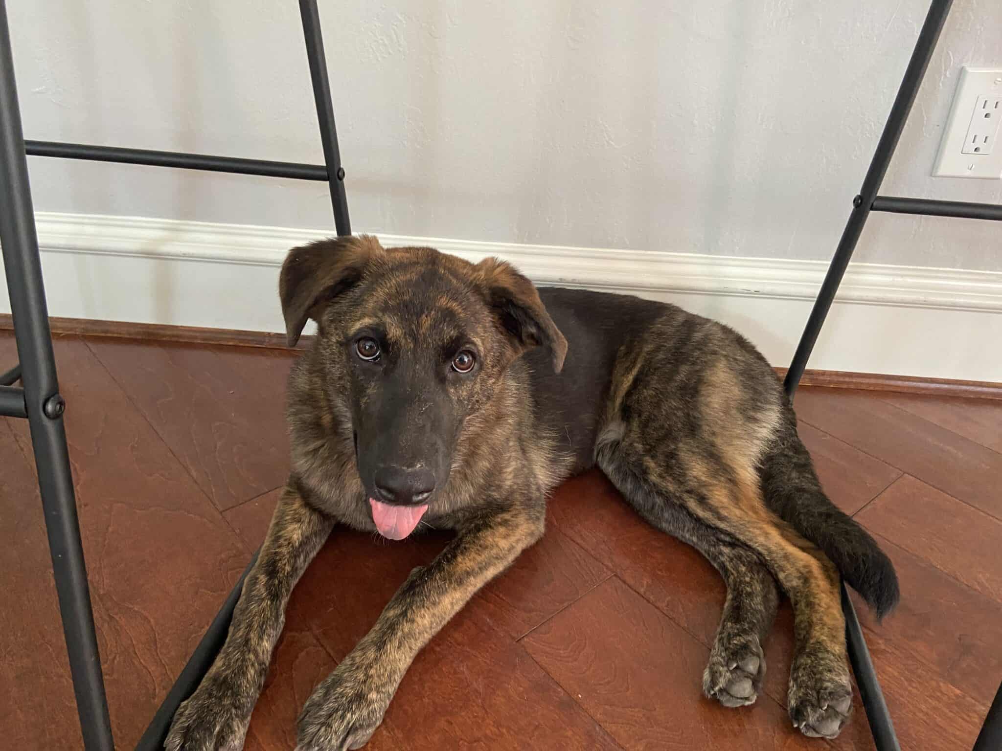 Pet of the Month: Layla - Hello Woodlands