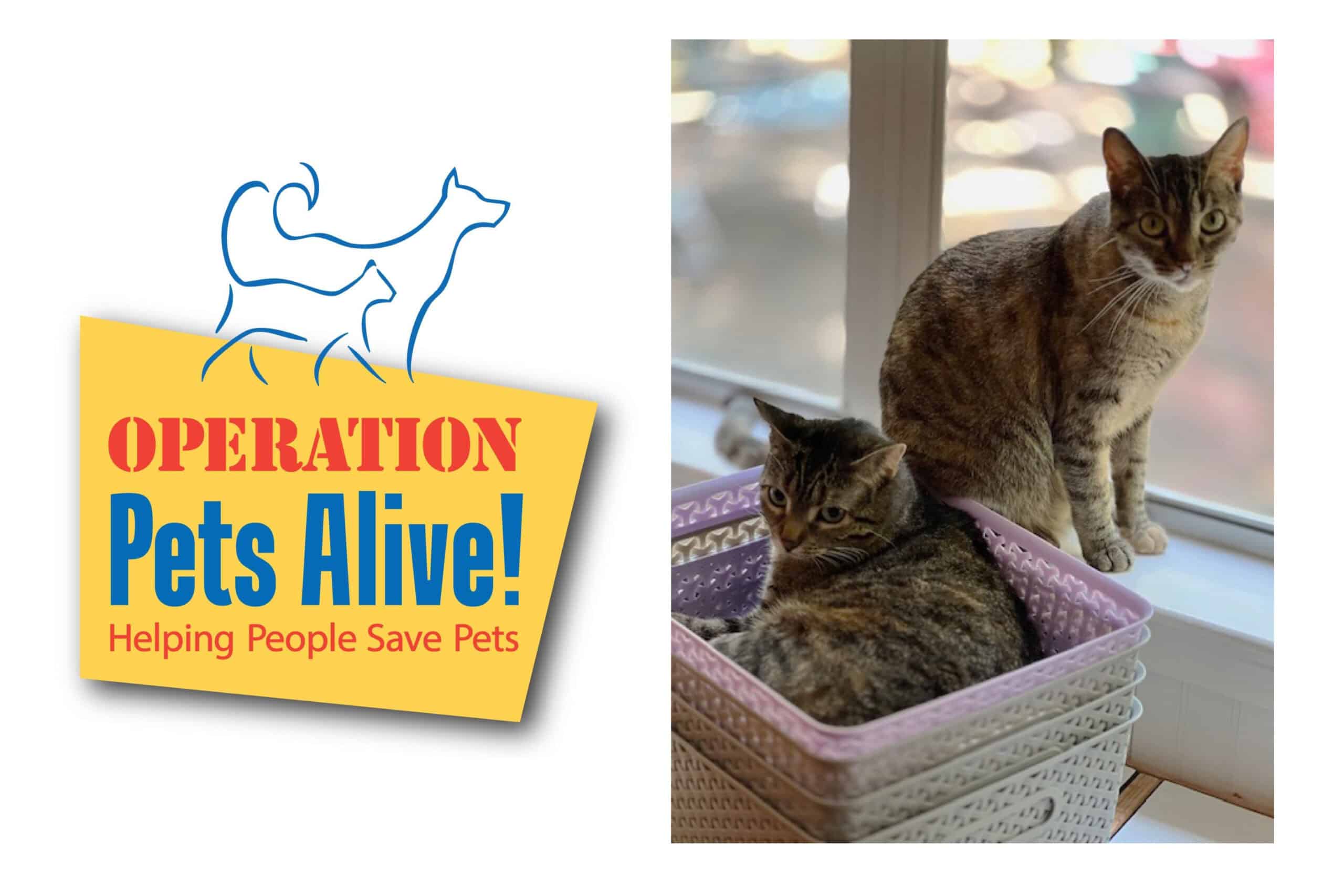 Pet of the Month: Sisters Boop & Buttons - Hello Woodlands