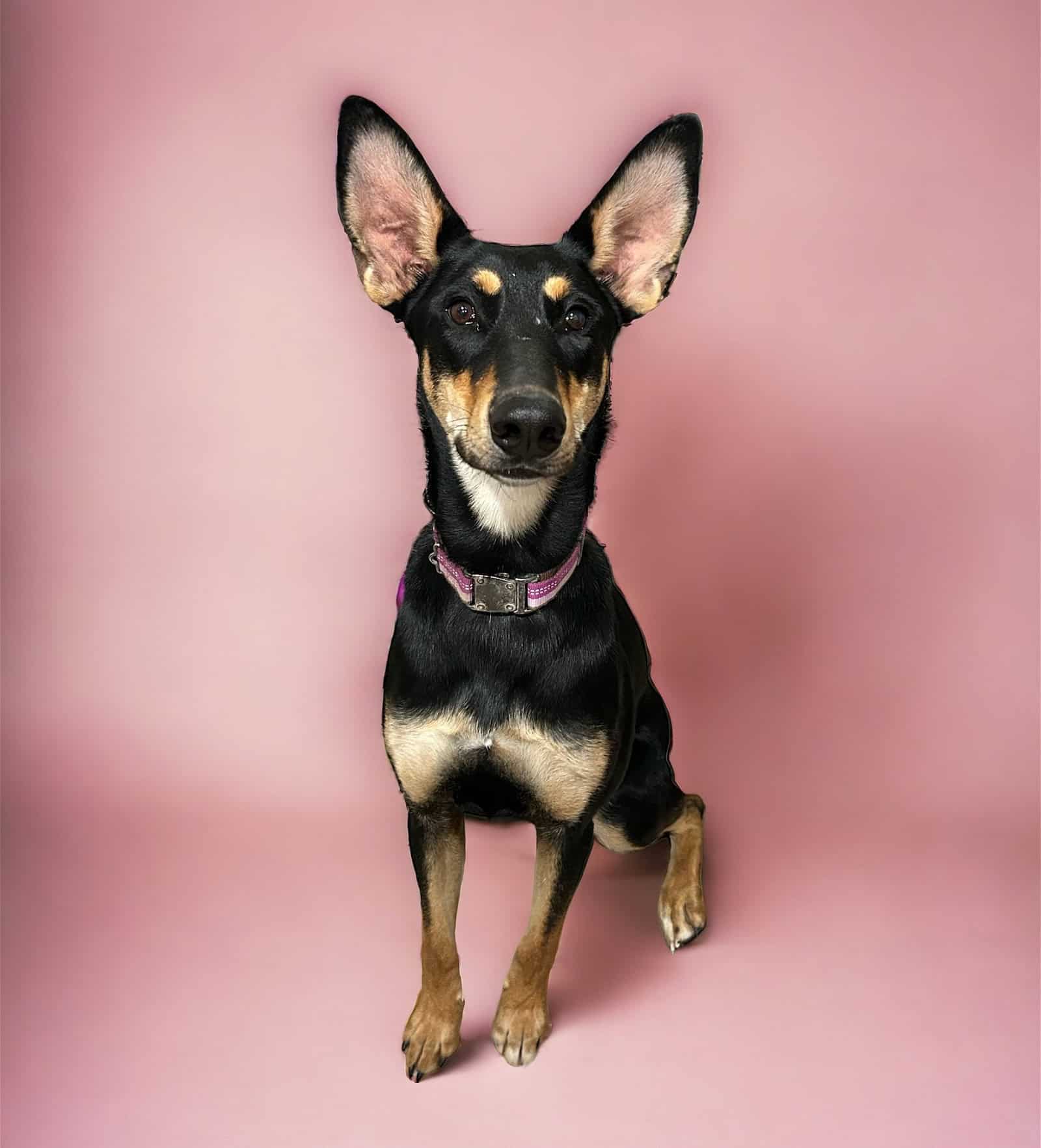 Pet of the Month: Jolene - Hello Woodlands