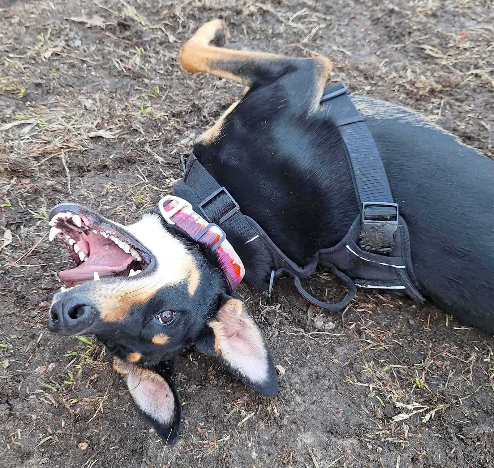 Pet of the Month: Jolene - Hello Woodlands