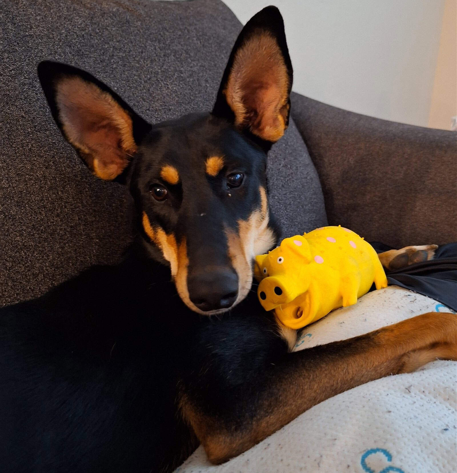 Pet of the Month: Jolene - Hello Woodlands