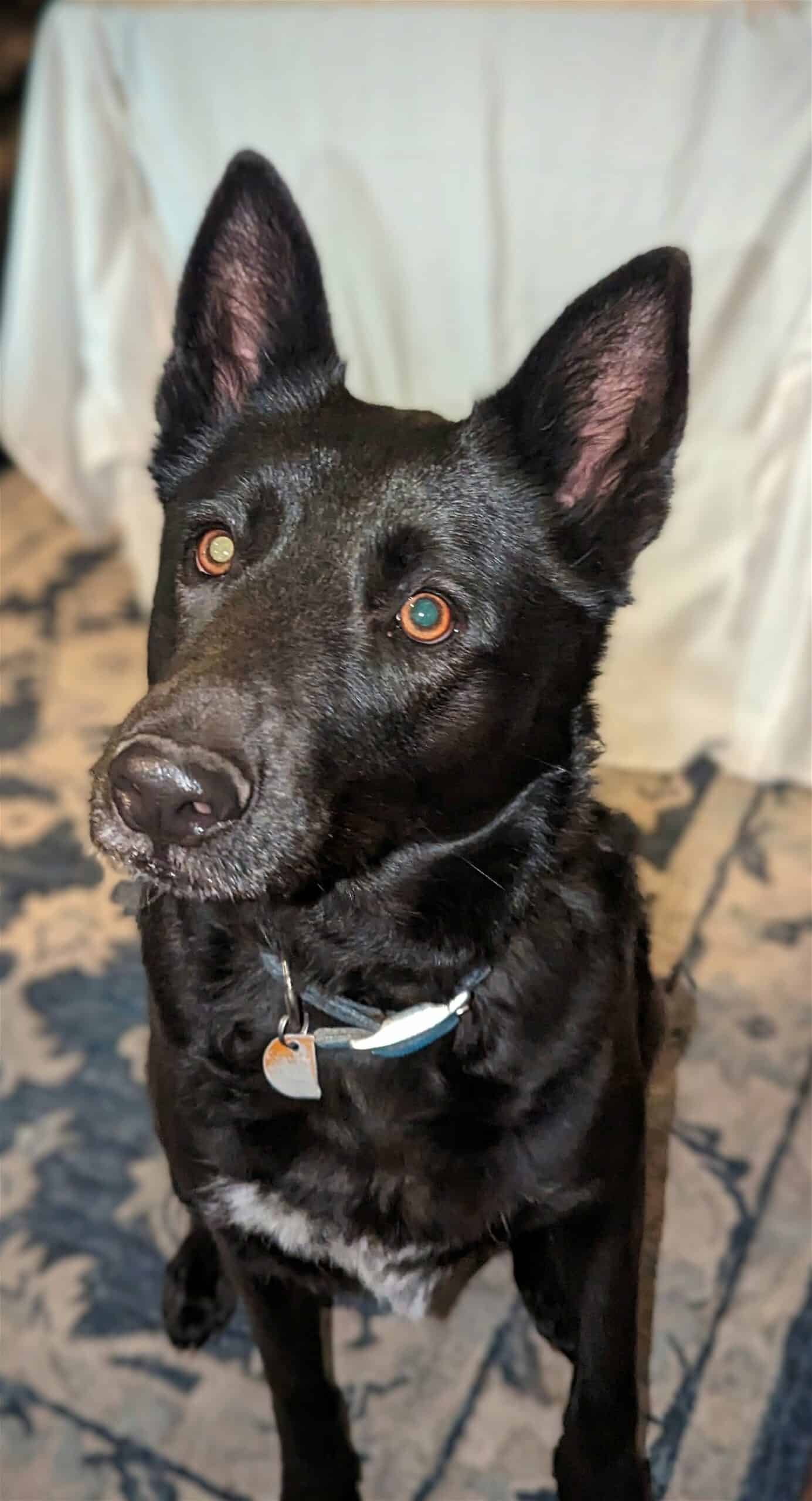 Pet of the Month: Cricket - Hello Woodlands