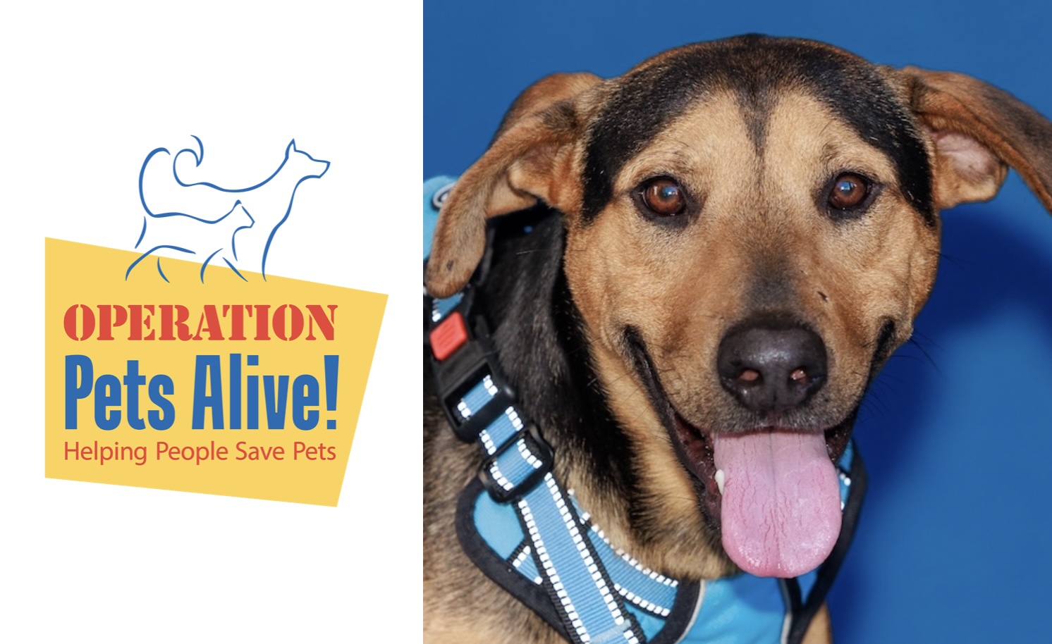 Pet of the Month with Operation Pets Alive: Meet Cody - Hello Woodlands